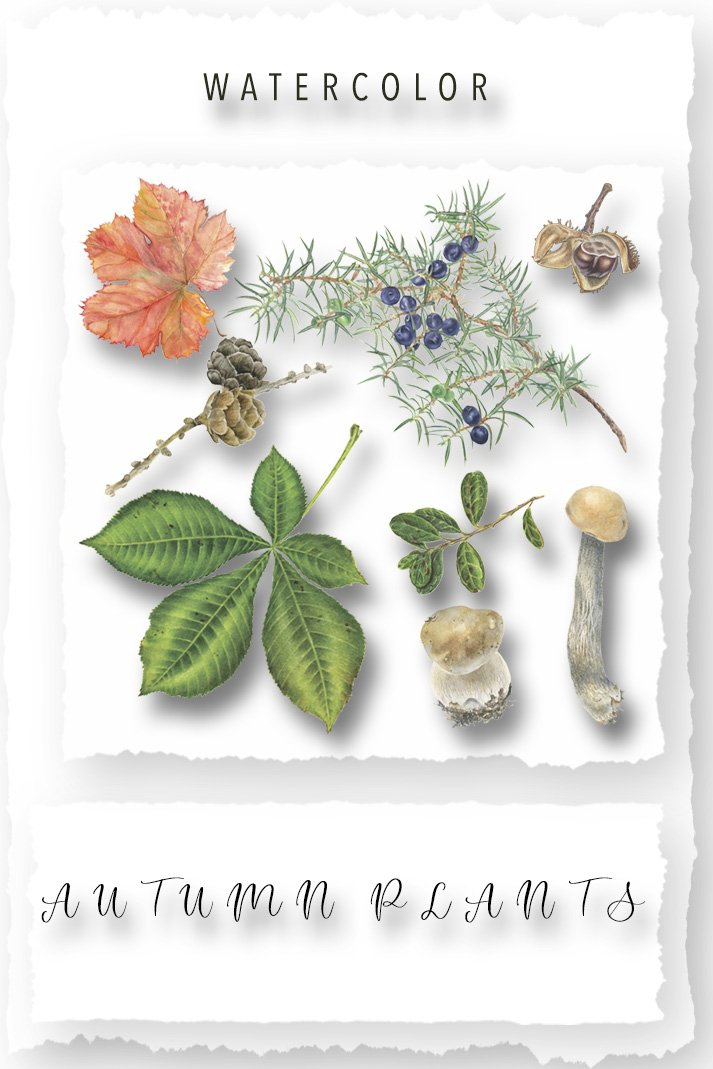 Fall Bundle. Watercolor collection of clipart and frames.