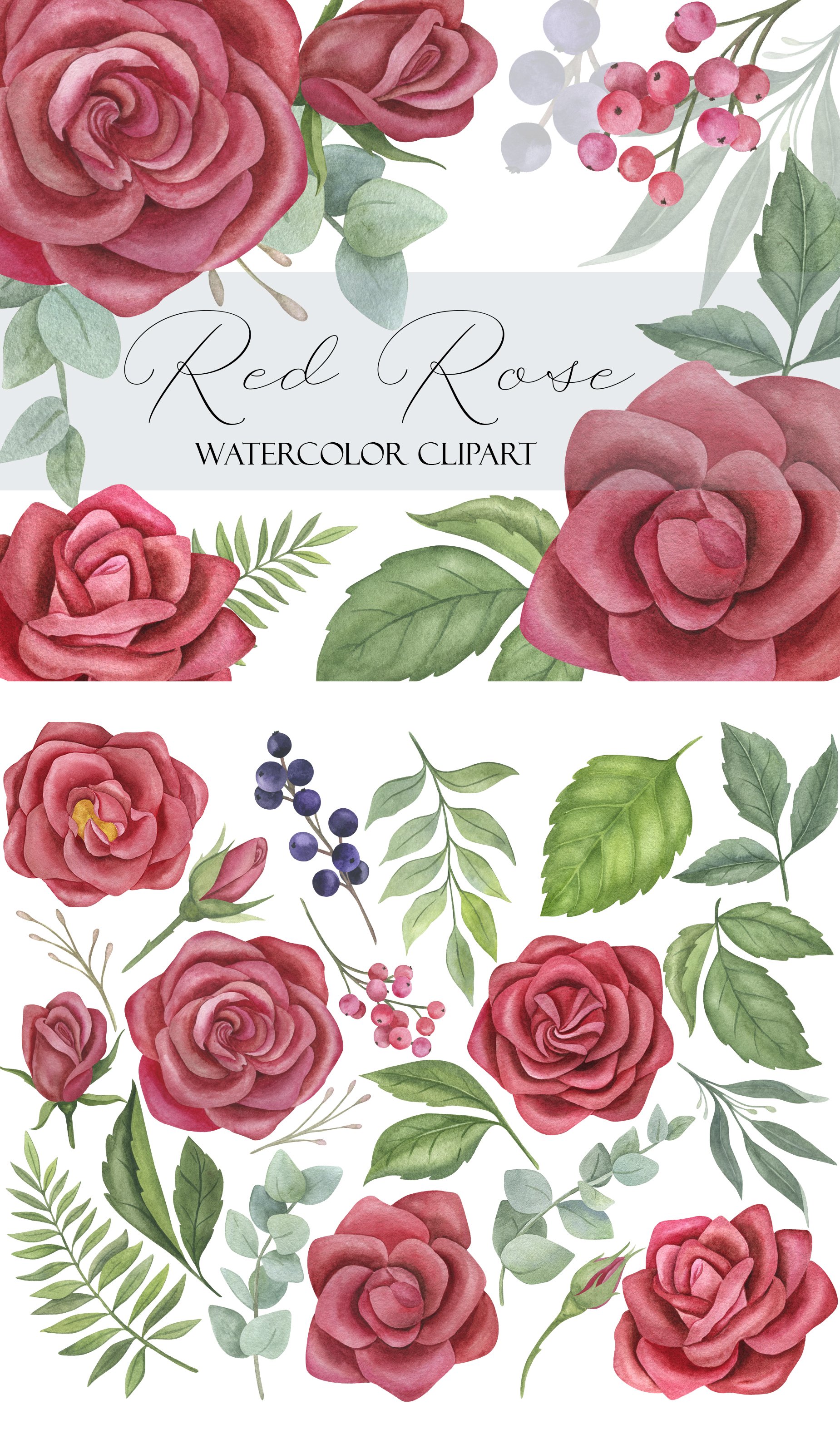 Red roses watercolor flower illustration, wedding clipart