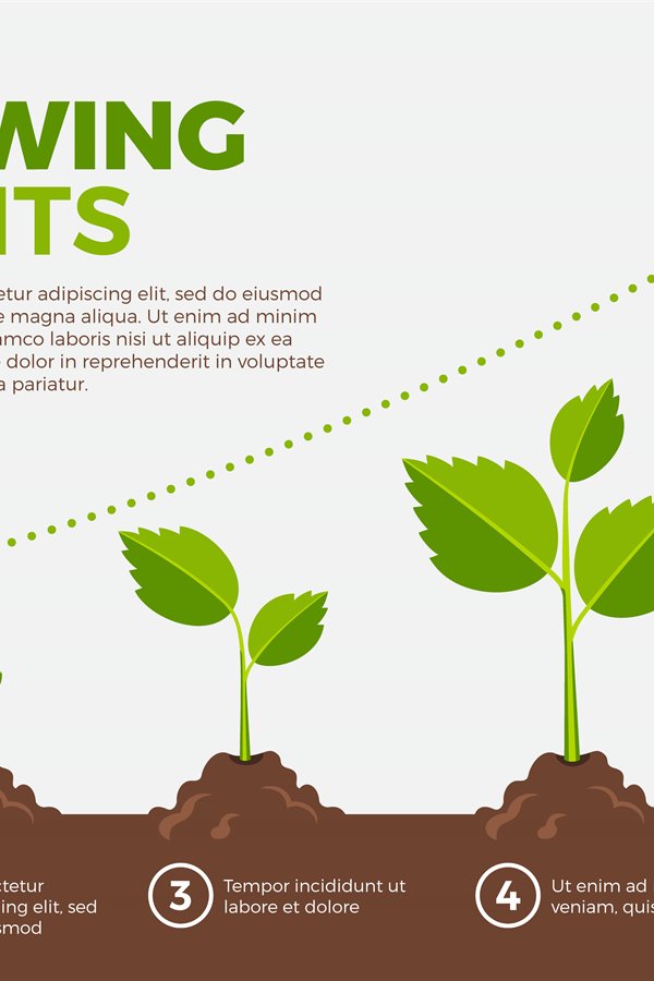 Different steps of growing plants. Vector illustration in ca