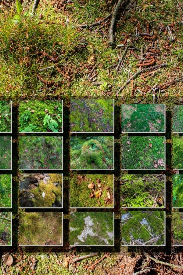 20 Beautiful moss textures on forest grounds