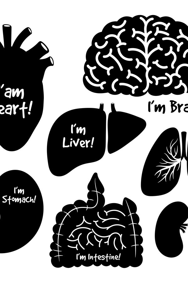 Black silhouettes, icons of human internal organs vector set