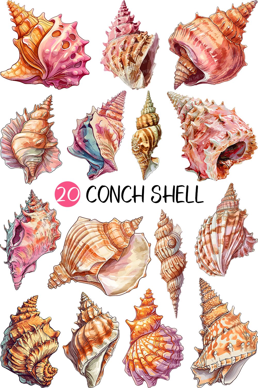 Conch shell PNG | Seashell Conch Clip Art Under The Sea