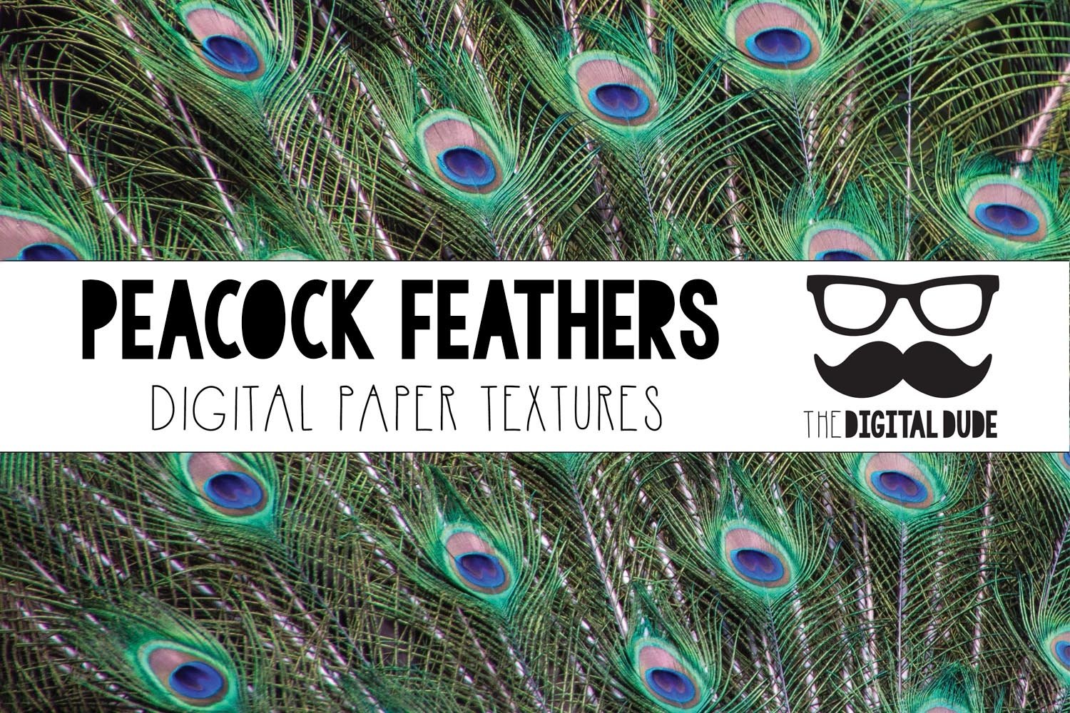 Peacock Feathers - Digital Paper Set - 12 Images