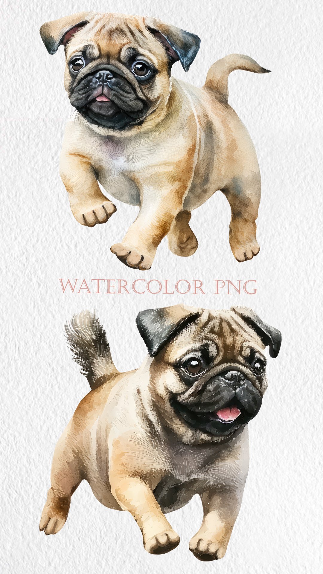 Pug puppies. Watercolor Cliparts