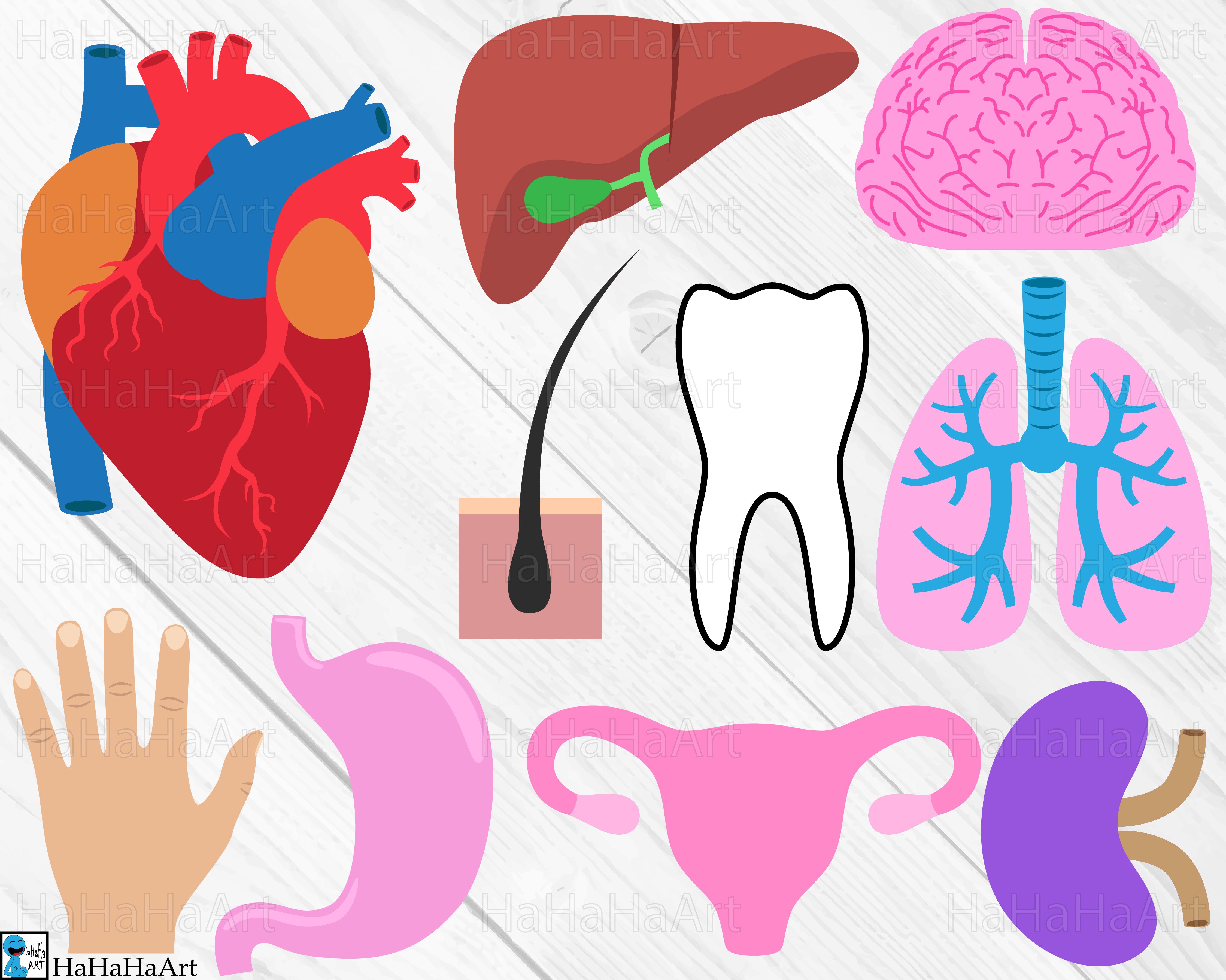 Organs Designs - Clip art / Cutting Files 1473c