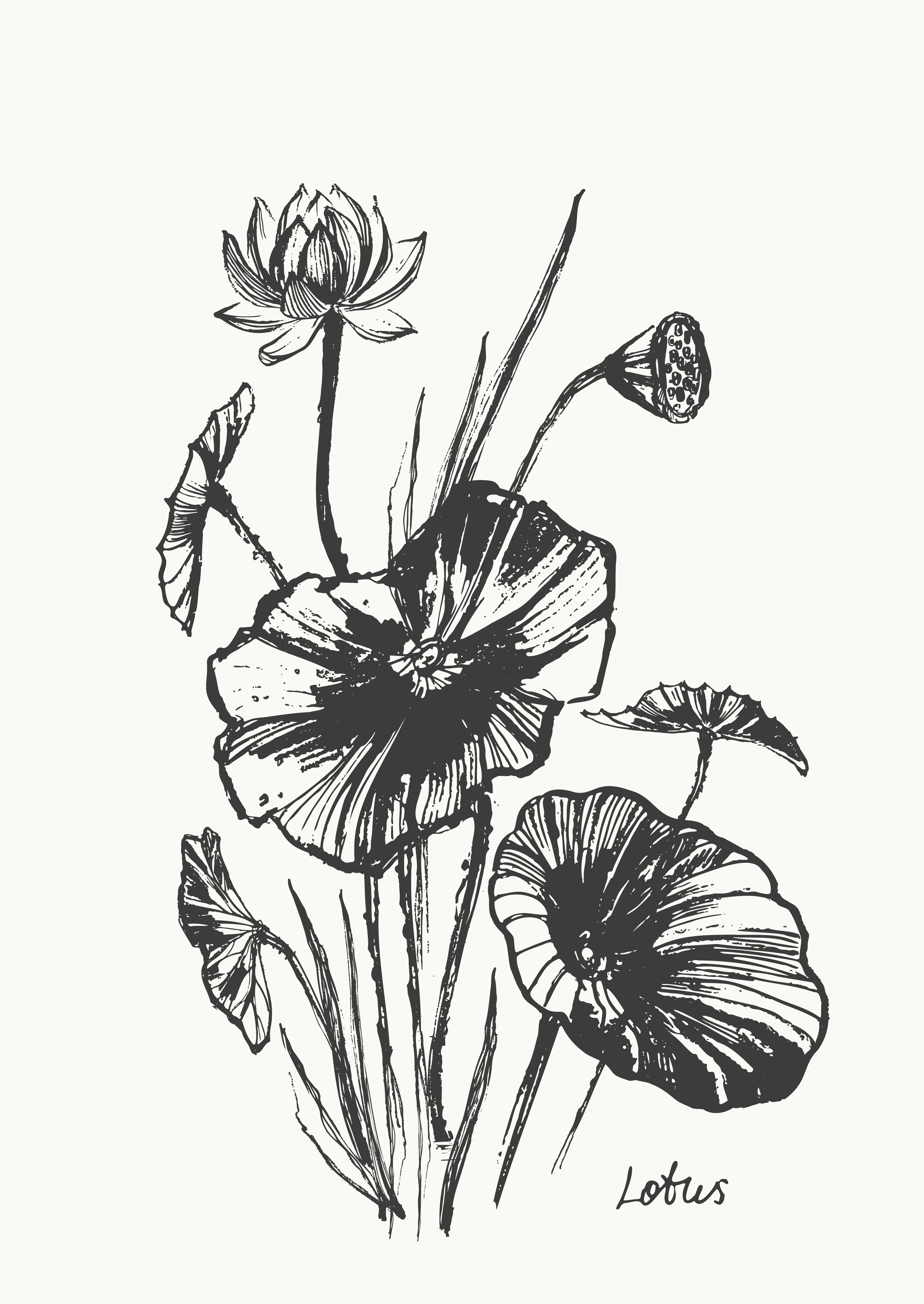 Ink lotus flowers set vector illustration