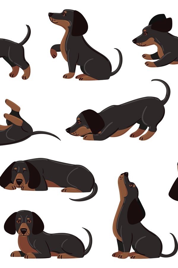Cute cartoon dachshund dog breed in various poses. Dachshund