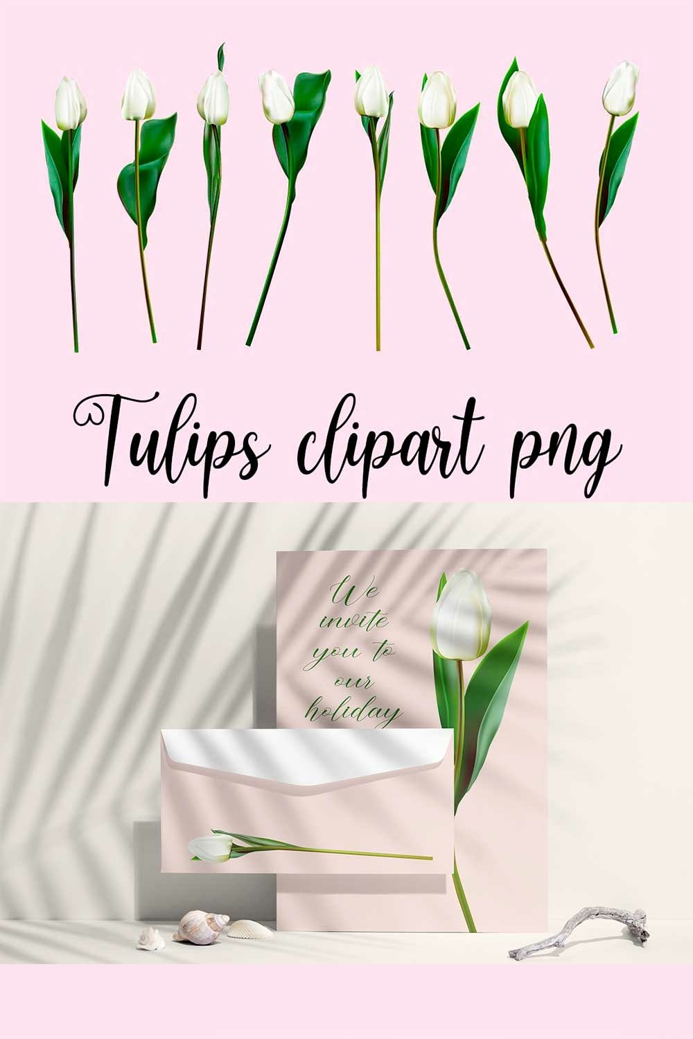tulip isolated, dutch tulip, flowers vector,