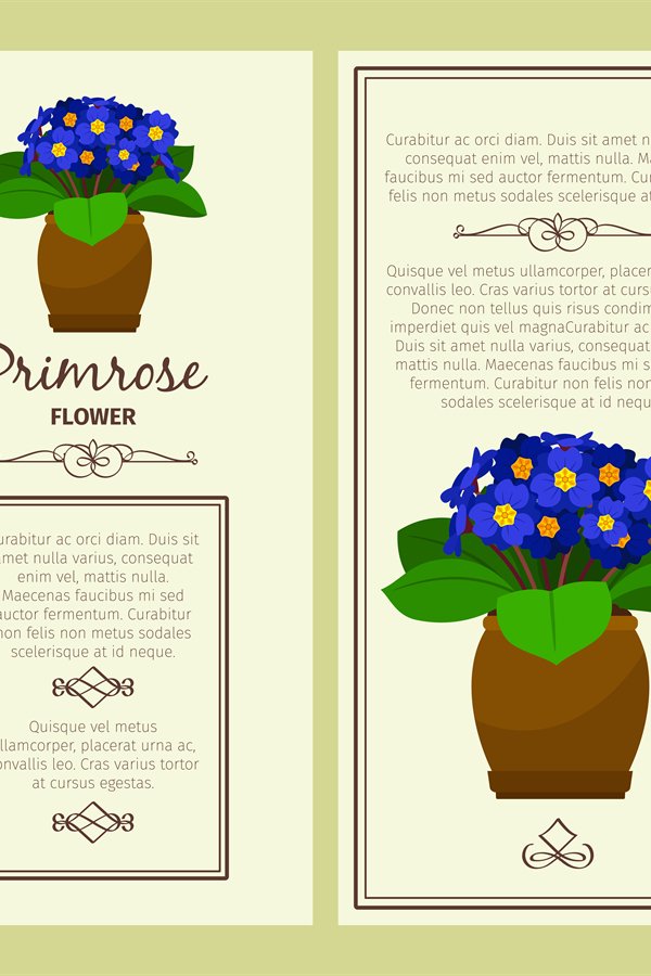 Greeting card with primrose plant