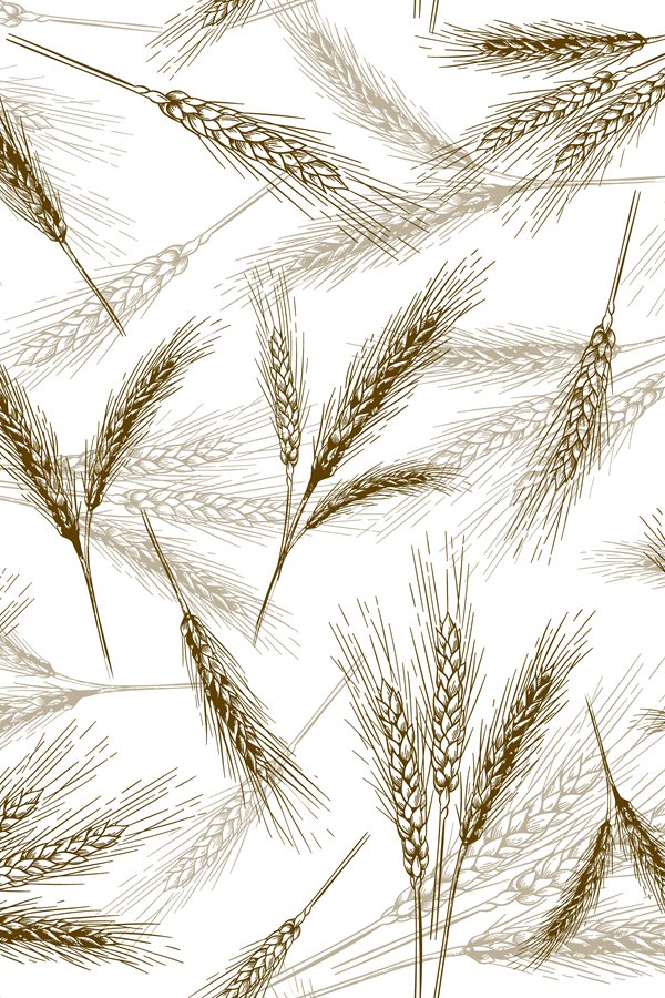 Seamless wheat ear pattern. Sketch breads grains, hand drawn