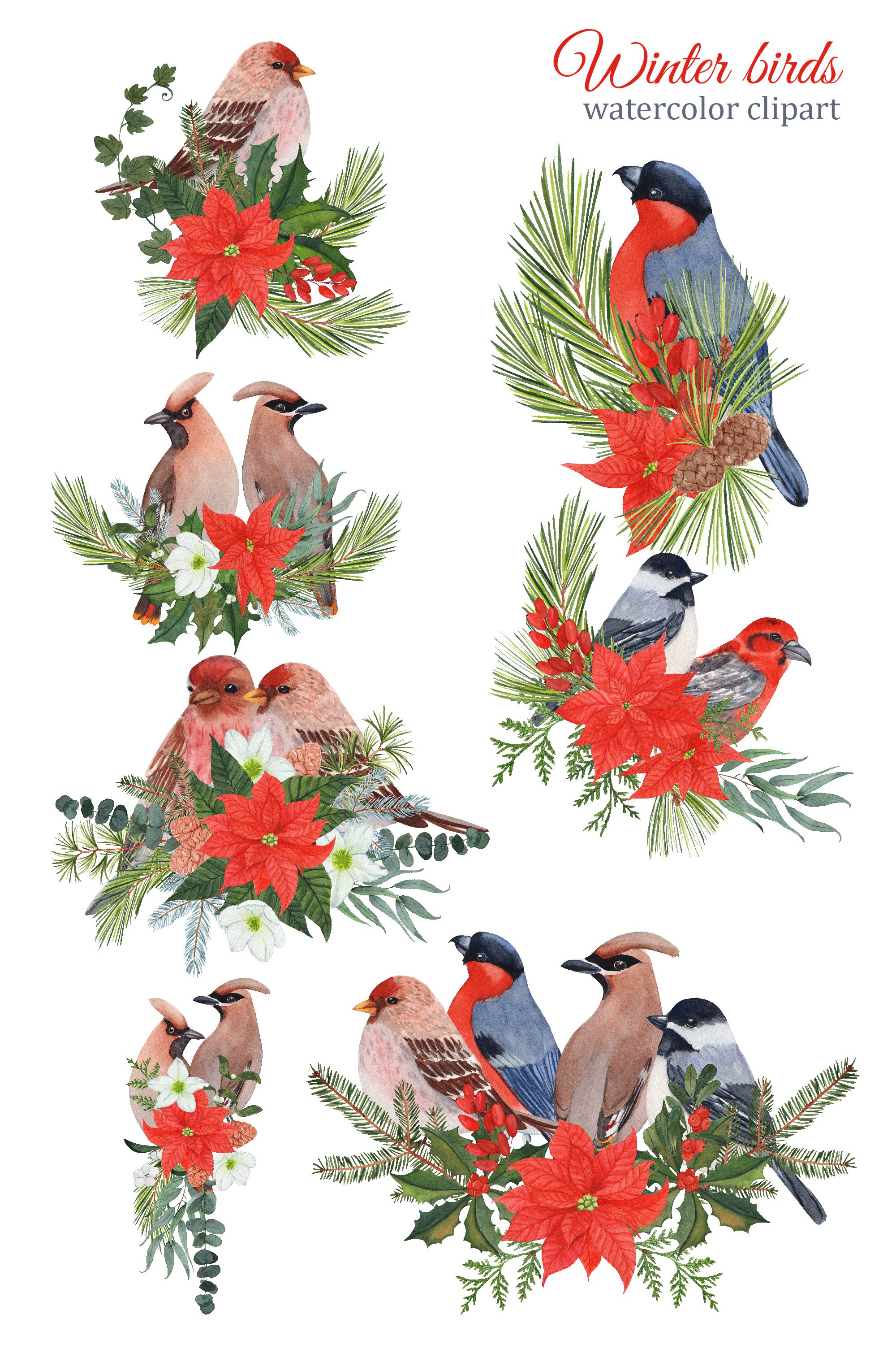 Winter birds watercolor clipart, Christmas PNG, winter