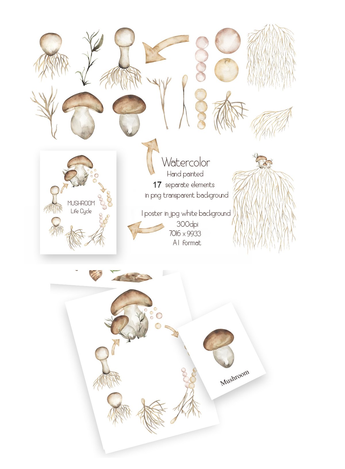 Mushroom Life Cycle Cliparts and Poster Bundle