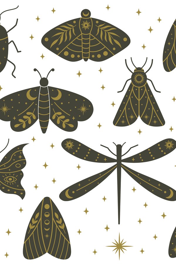 Mystical boho moth butterfly dragonfly hand drawn insects. M