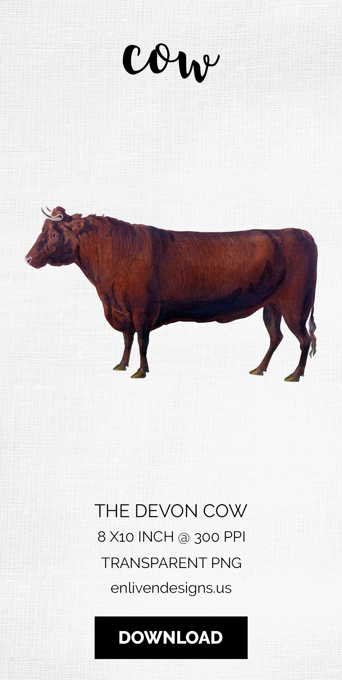 Cow Clipart Devon