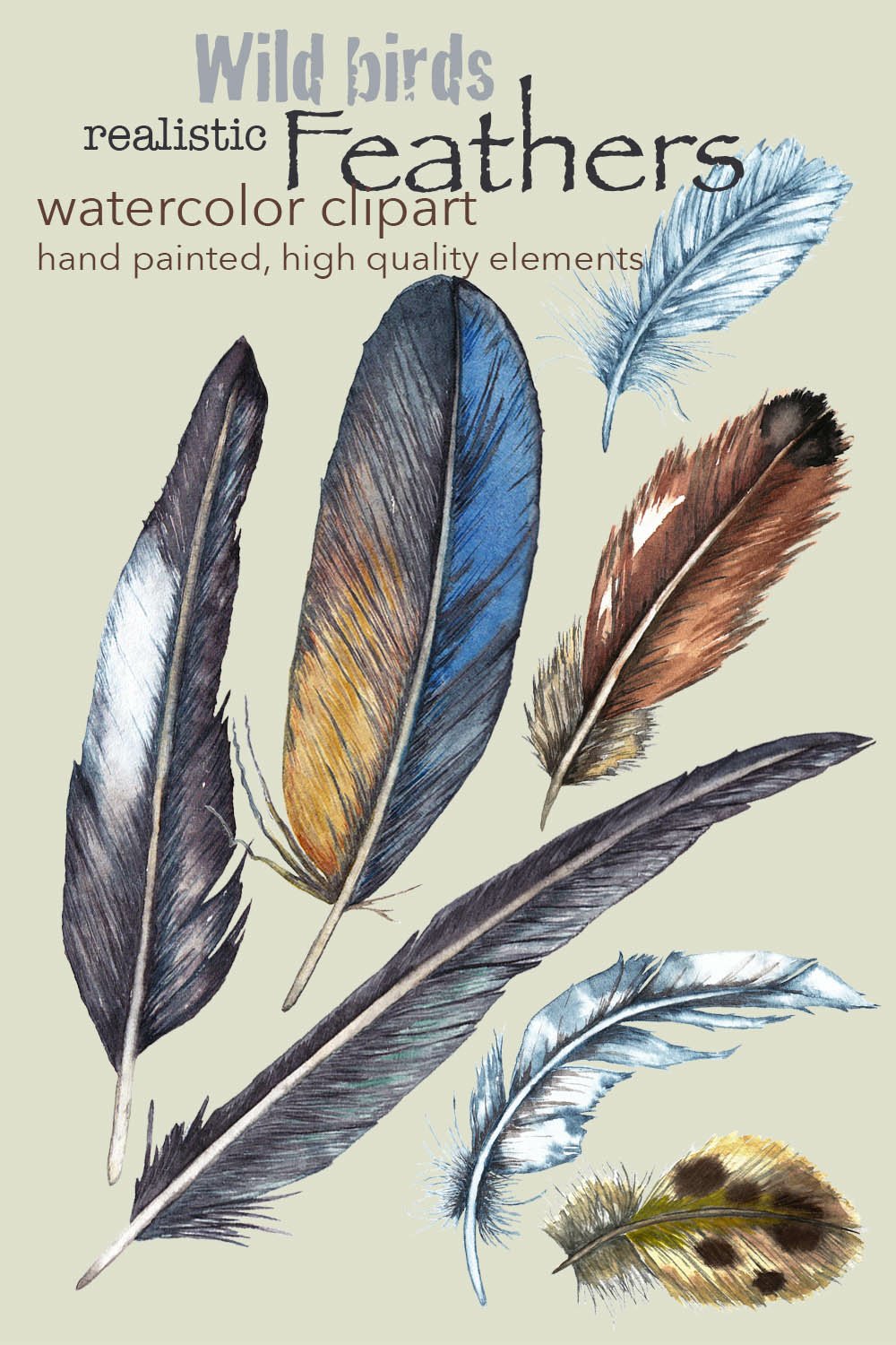 Feather watercolor clipart Realistic wild birds feathers PNG