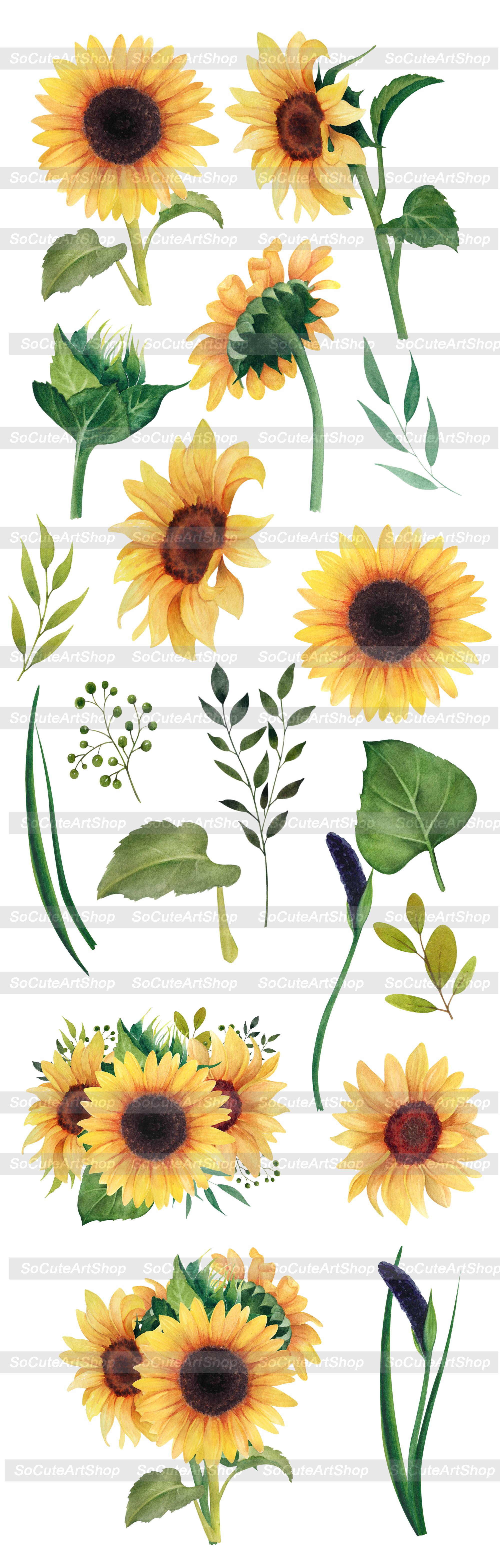 Watercolor Sunflower PNG clipart, digital summer clipart,