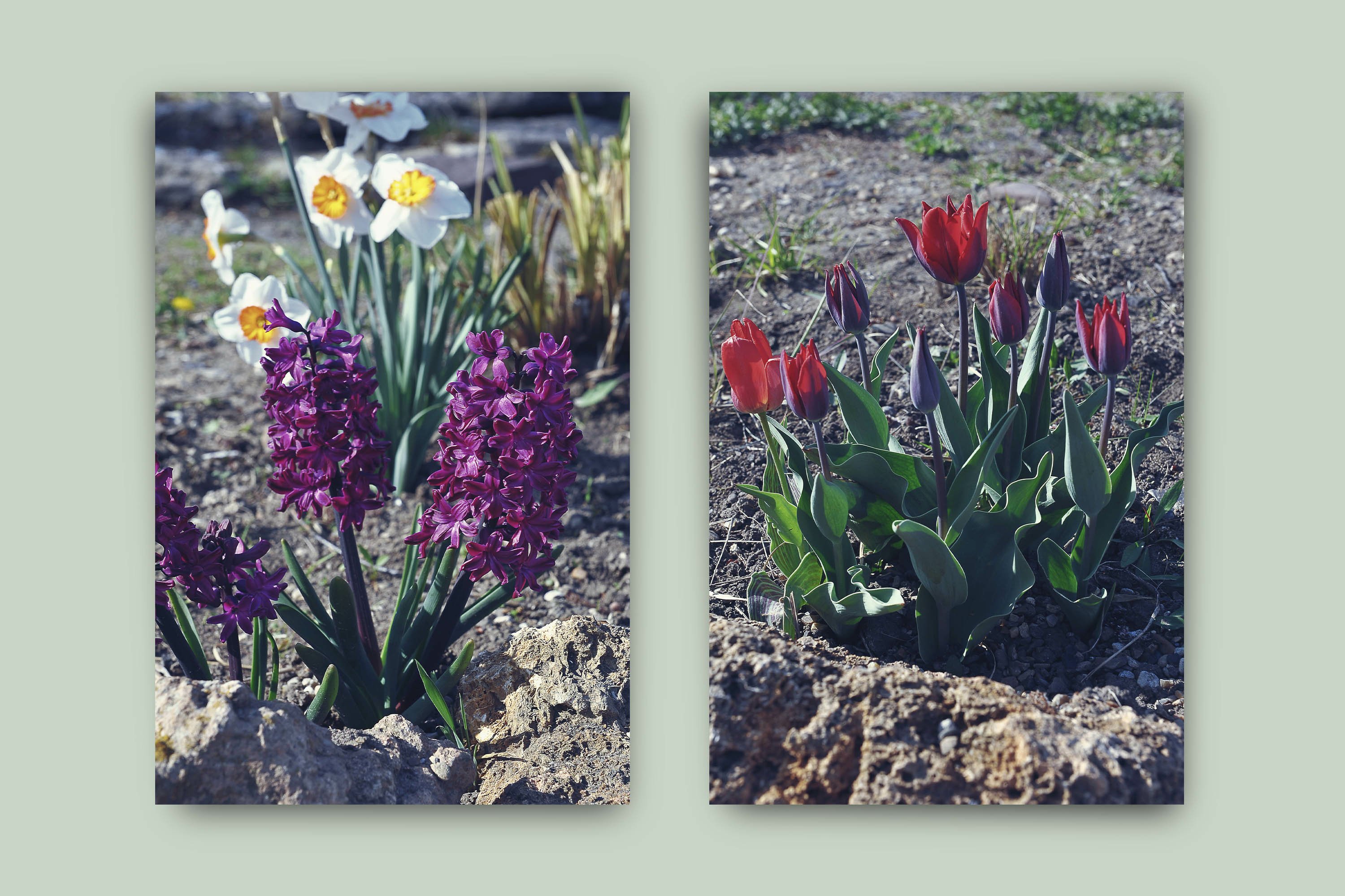 Bundle of spring flowers photos. Nature backgrounds