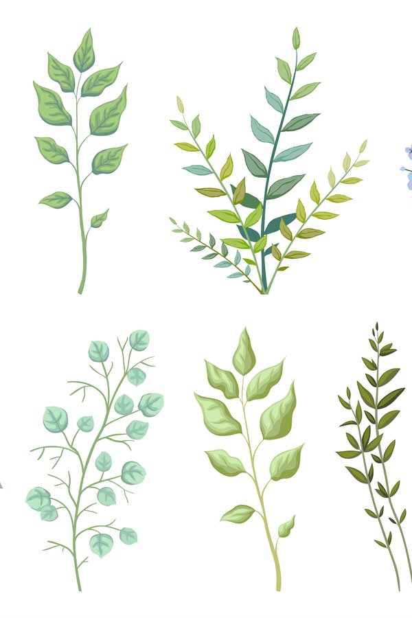 Greenery elements. Leaves branches foliage wedding plants, v