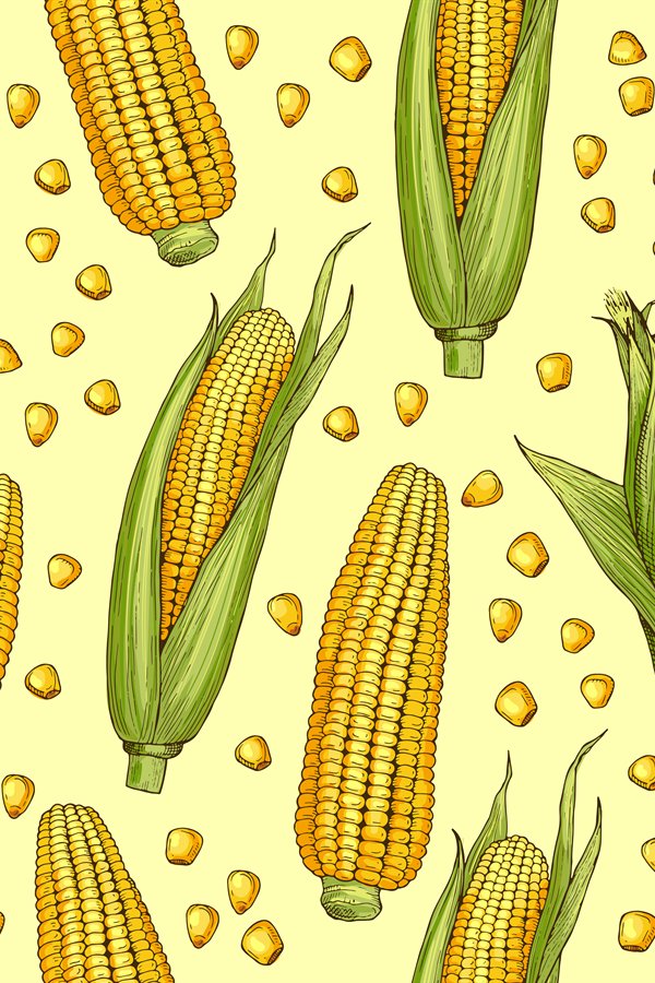 Vector seamless patterns with illustration of corn