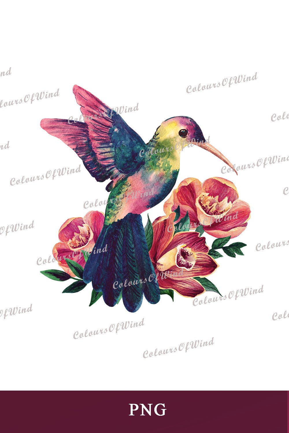 Watercolor Hummingbird Sublimation|Tropical Flowers PNG