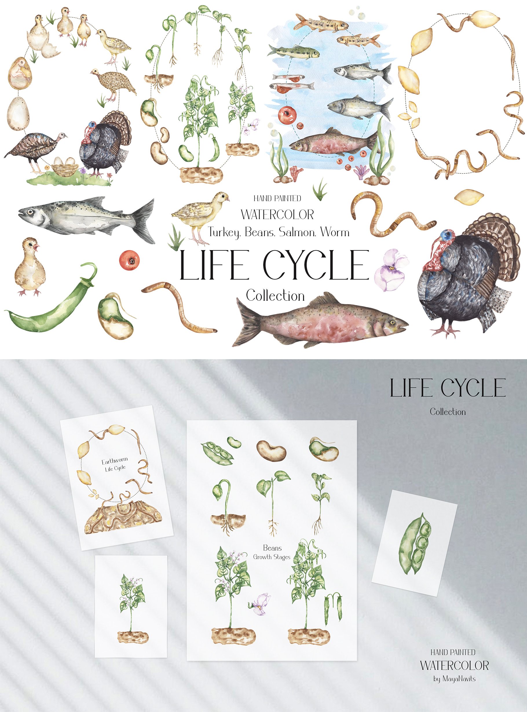 Life Cycle Watercolor Collection Bundle
