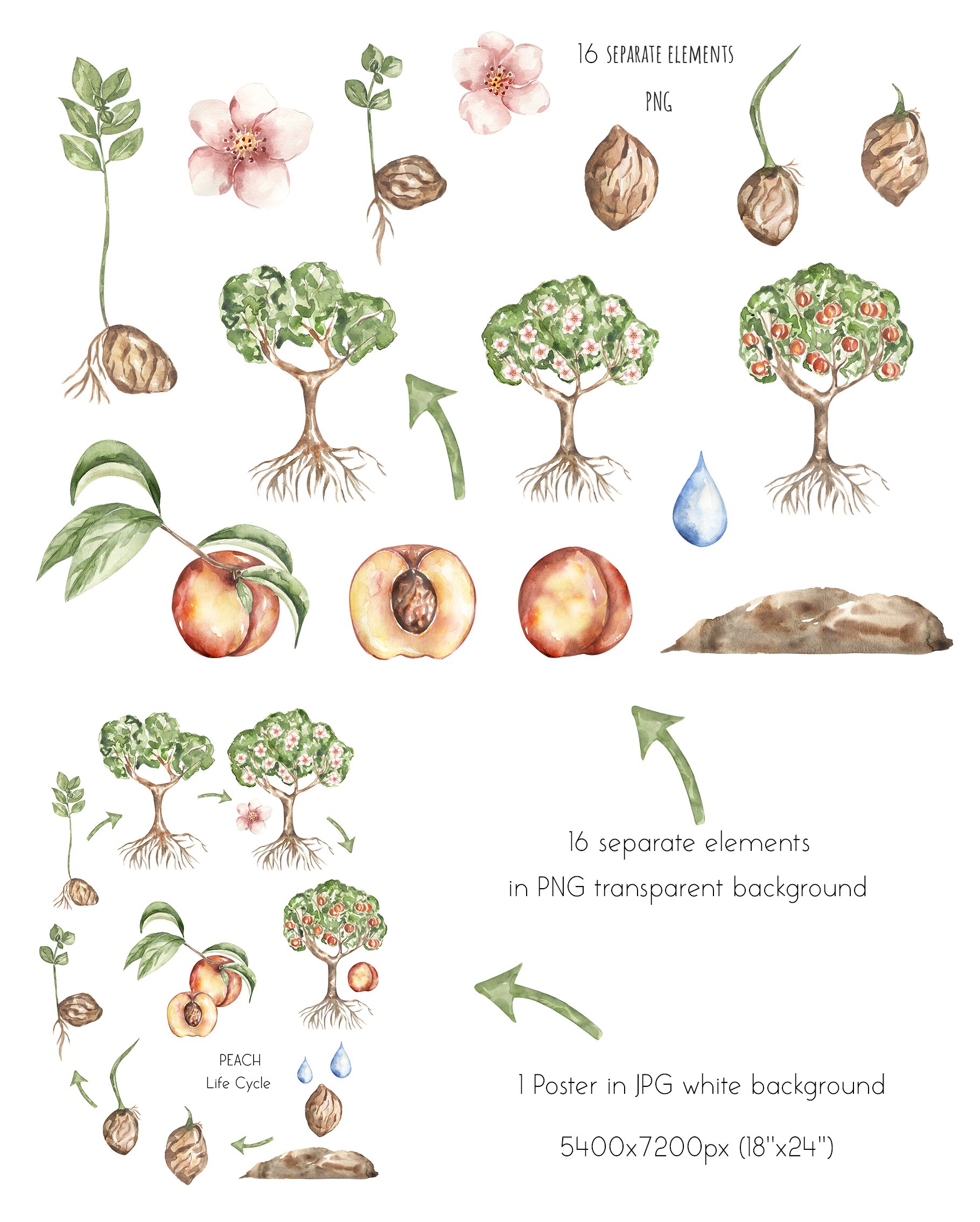 Watercolor Peach Life Cycle Set Bundle