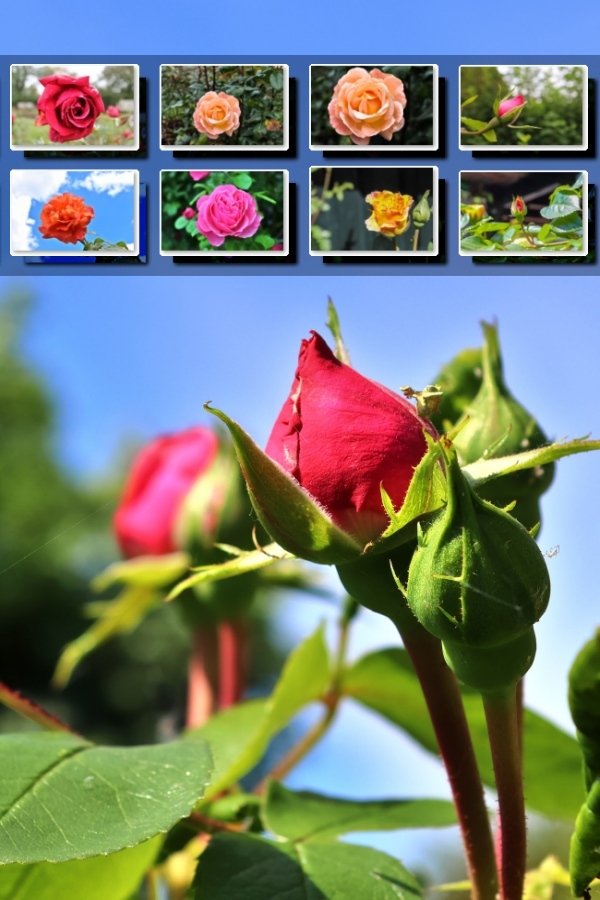 12 beautiful rose flowers backgrounds in the summer sun