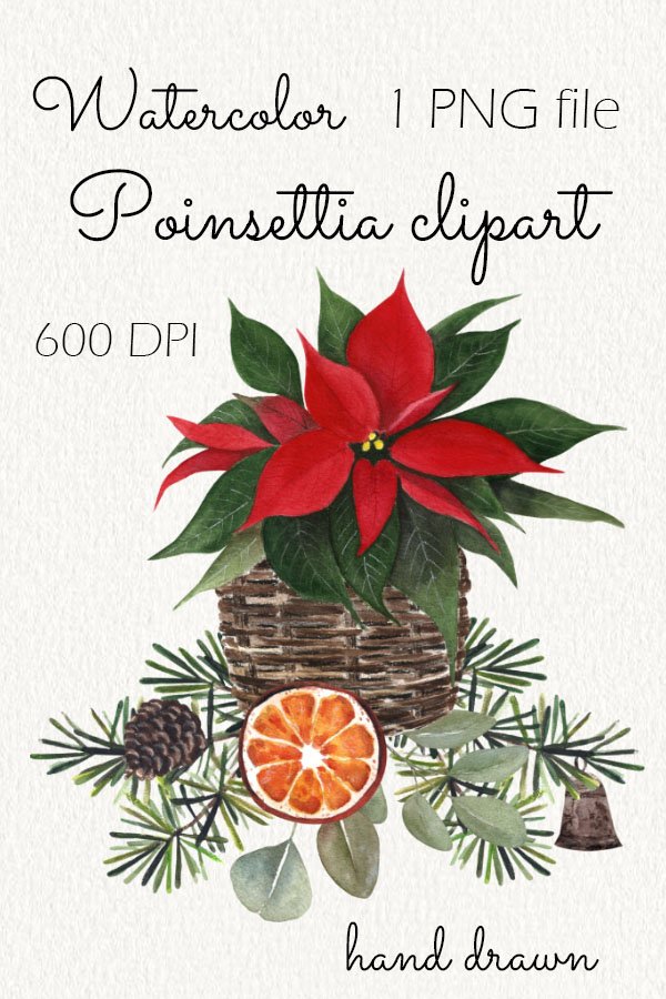Watercolor christmas poinsettia clipart. (1677199)