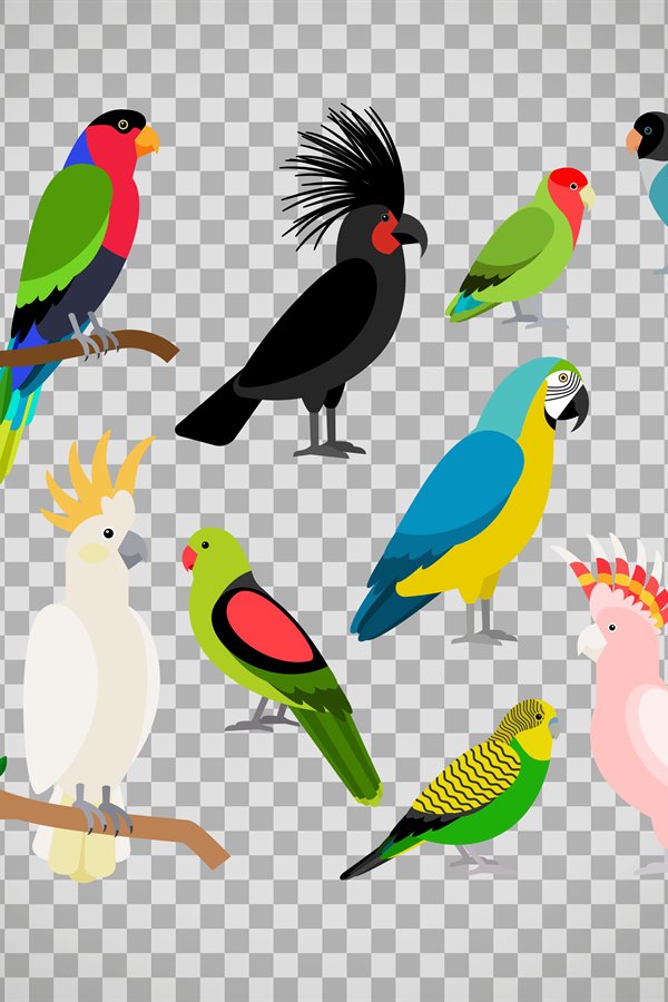 Tropical parrot set on transparent background