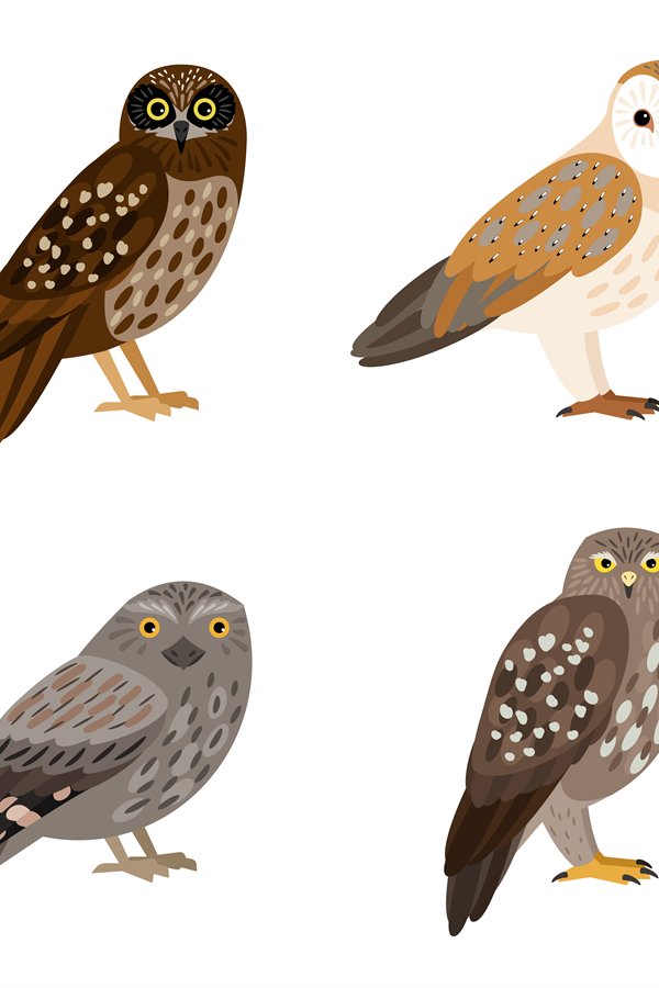 Different owl set