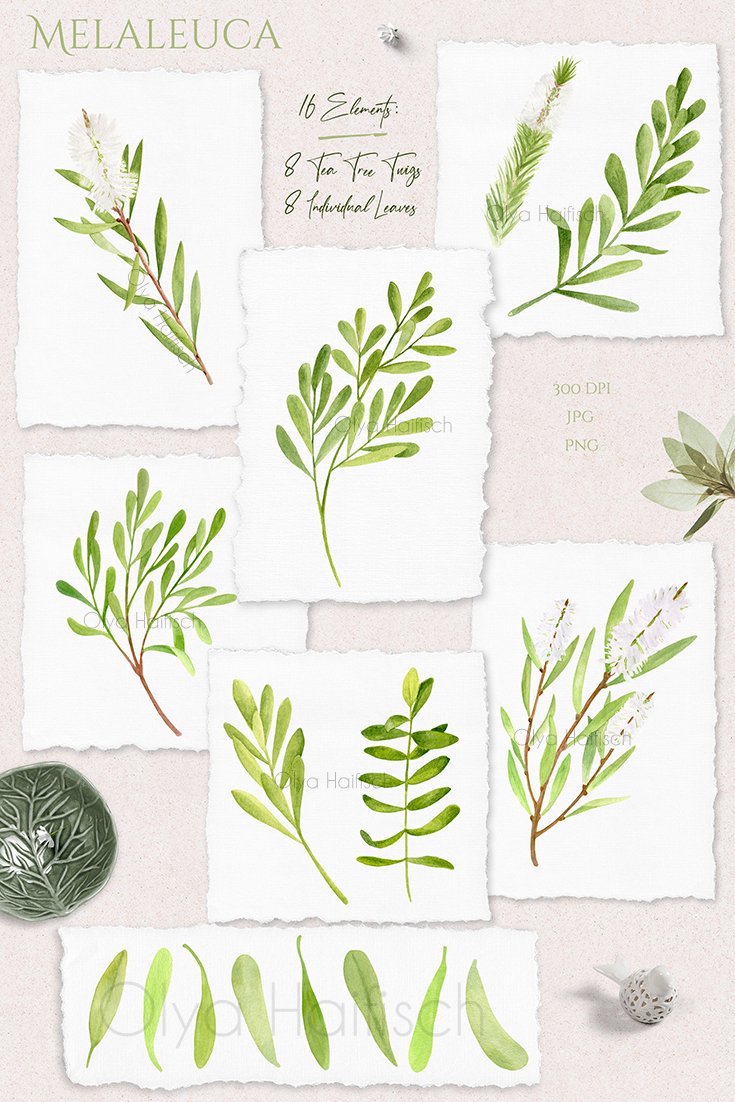 Watercolor Tea Tree Leaves Clipart, Patterns, Frames
