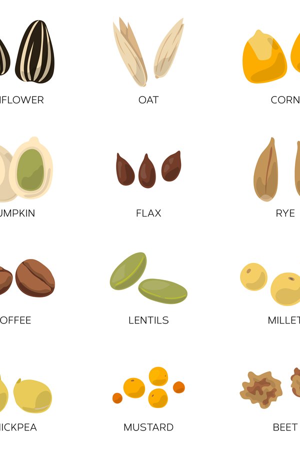 Different seeds isolated on white. Sunflower, coffee, pumpki