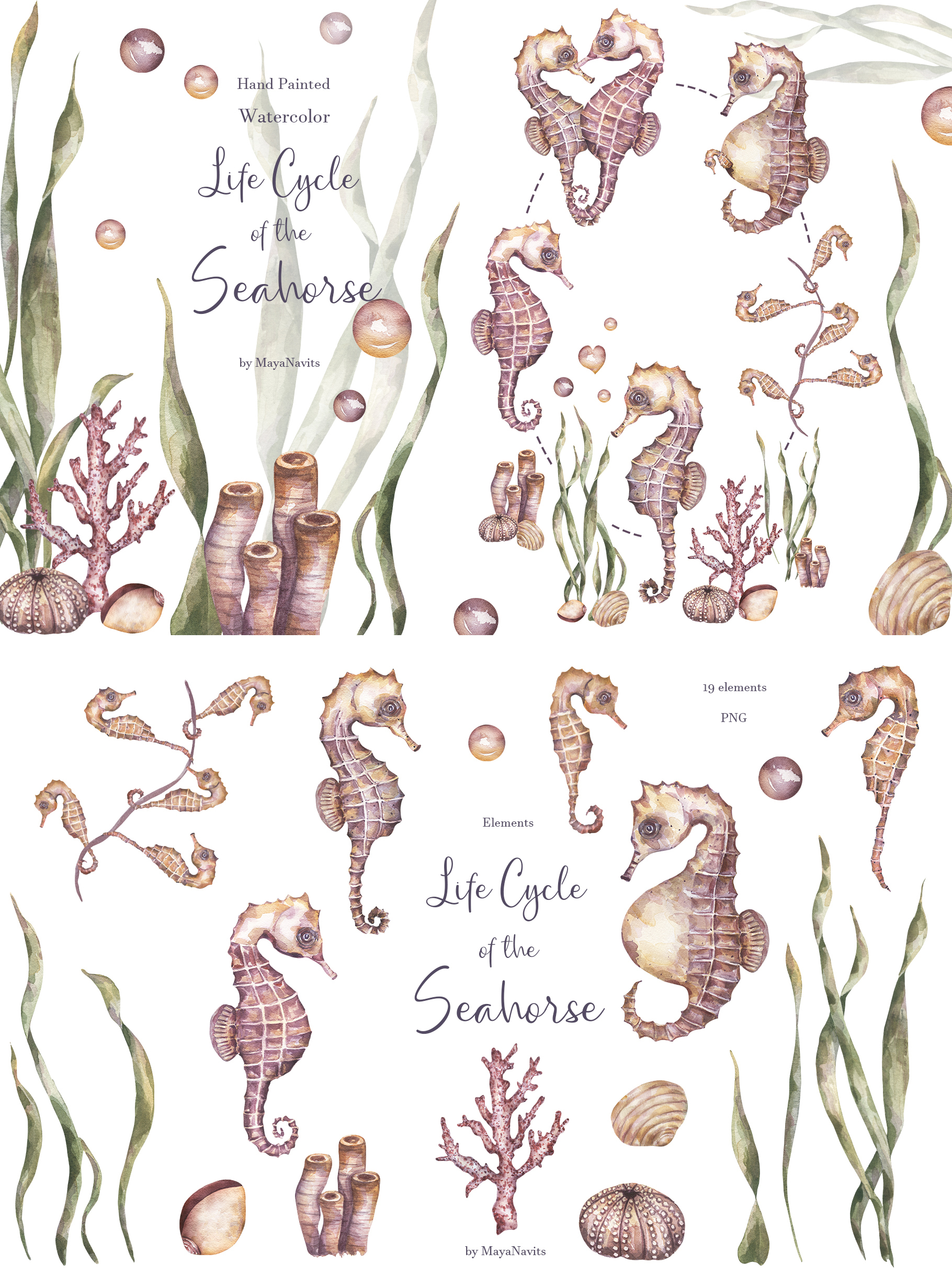 Watercolor Seahorse Life Cycle Set Bundle