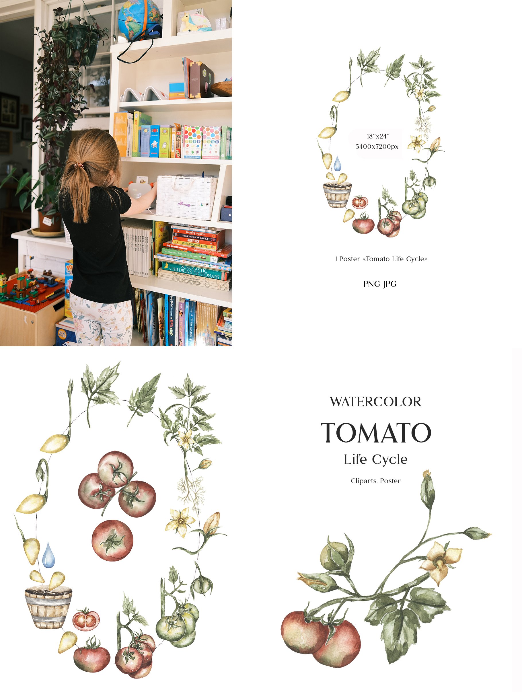 Watercolor Tomato Life Cycle Set Bundle
