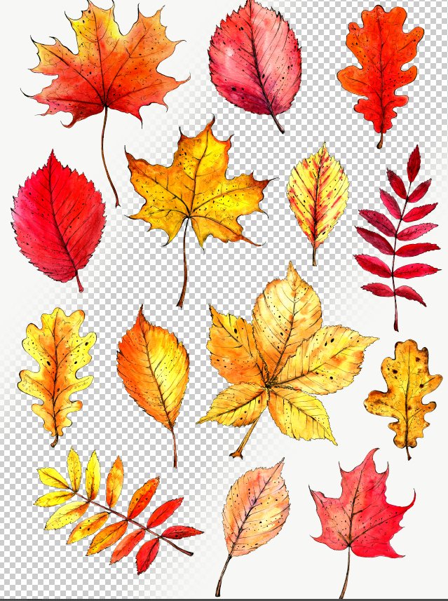Autumn leaves watercolor clipart Fall clip art printable png