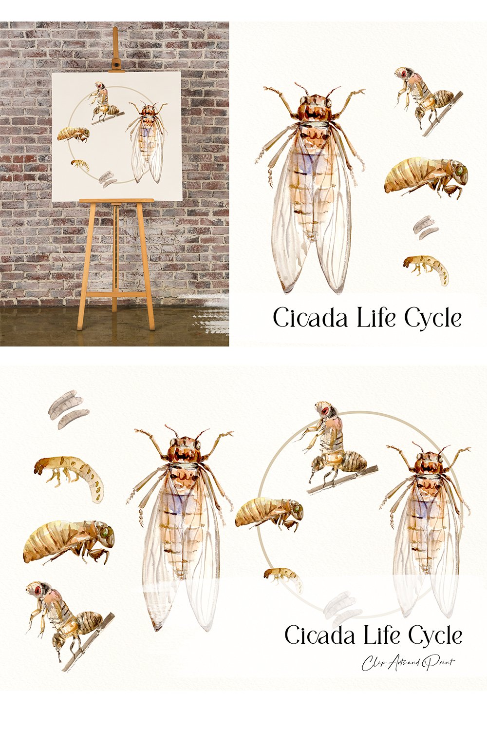 Cicada Life Cycle Clip Arts and Print