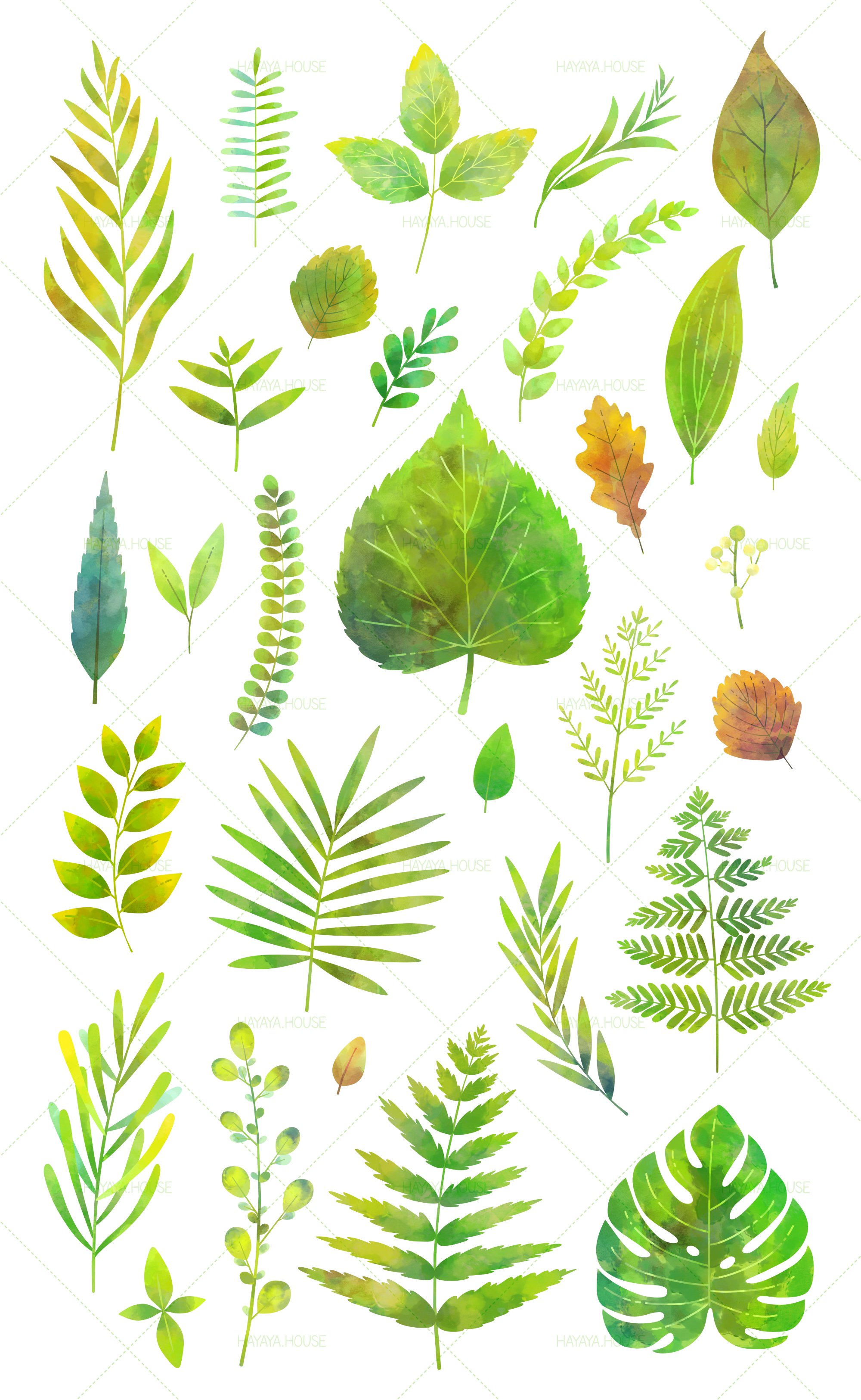 Watercolor Leaves Clipart - 30 Transparent PNG Images