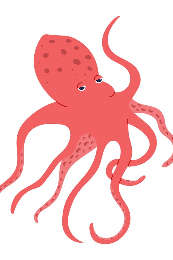 Red octopus isolated on white, marine life