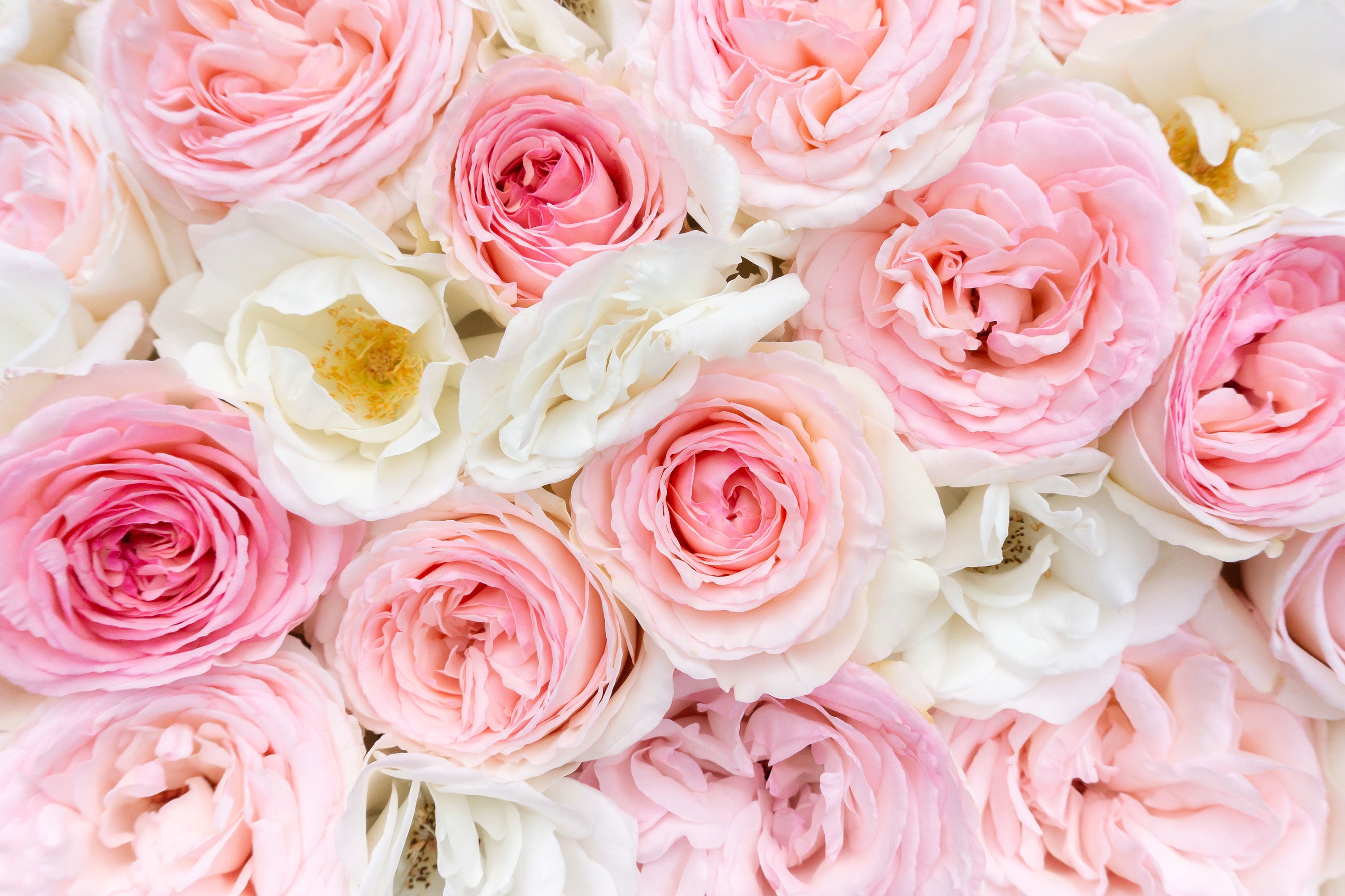 Delicate pink roses background for wedding occasions