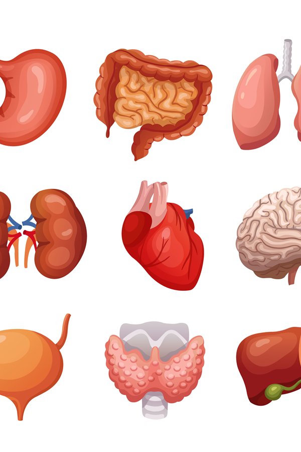 Human internal organs. Stomach and lungs, kidneys and heart,