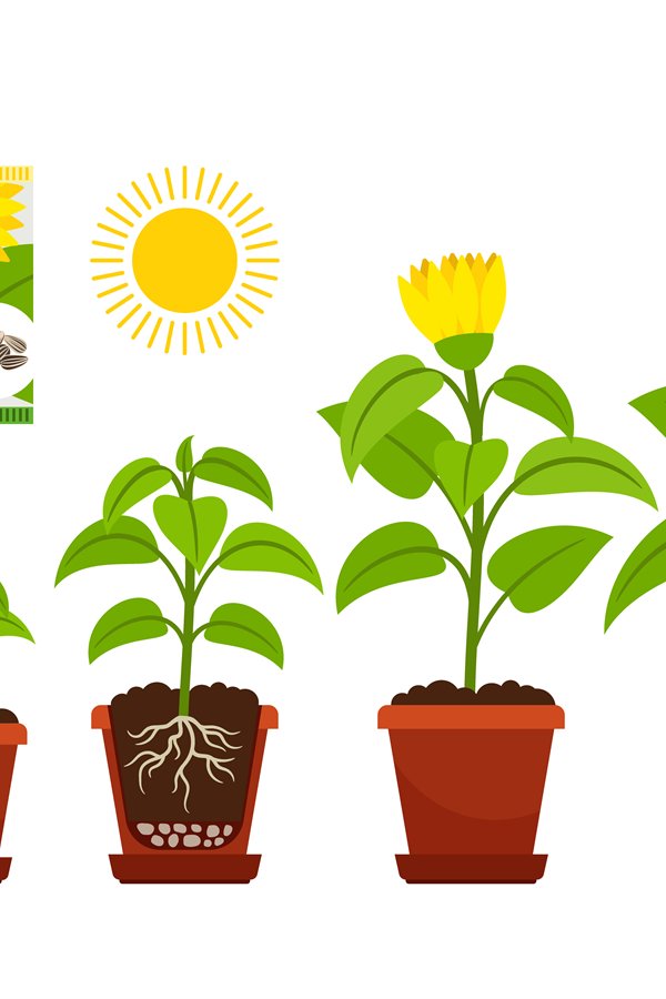 Sunflower sprouts. Sunflowers seedling shoots in pot