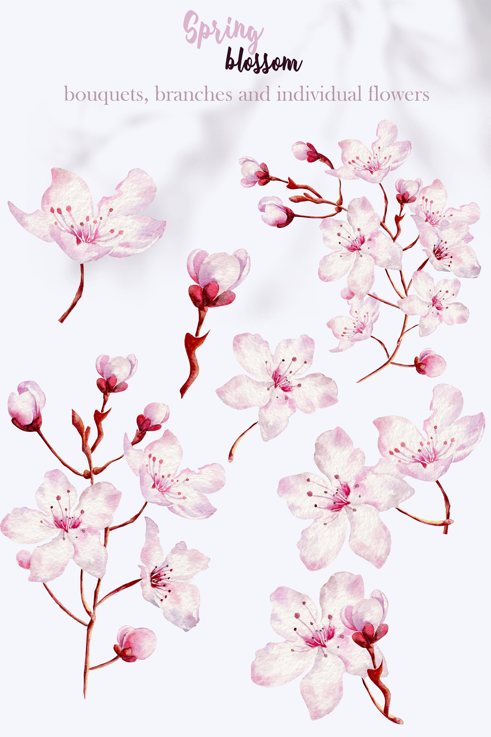 Watercolor bloom clipart. Cherry blossom watercolor.