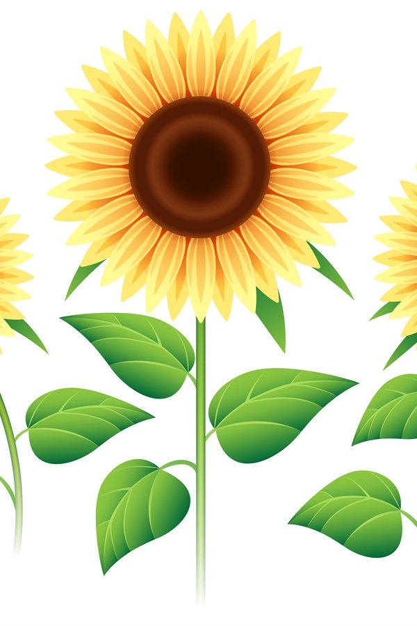 Sunflower cartoon icons set