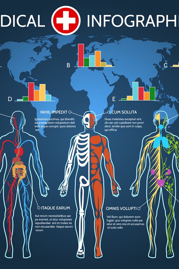 Human Body Anatomy Infographic