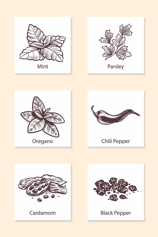 Spices and herbs. Hand drawn ginger, chilli and (1286608)