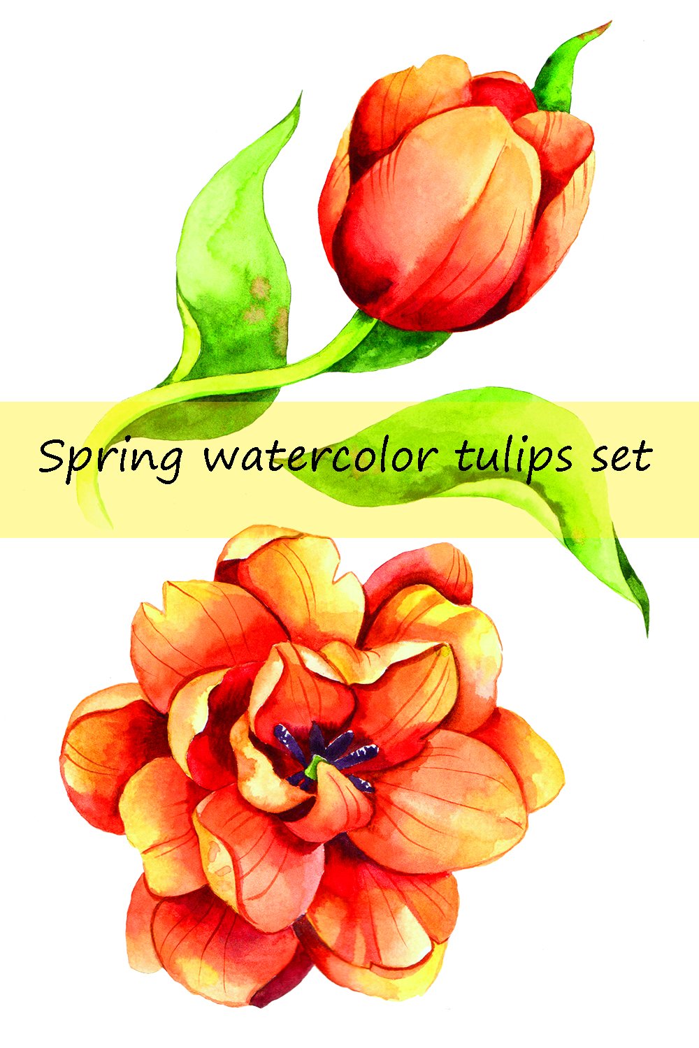 Spring watercolor tulips clipart 6 hand painted PNG images