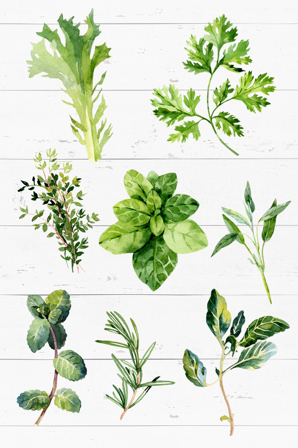 Watercolor herbal clipart PNG