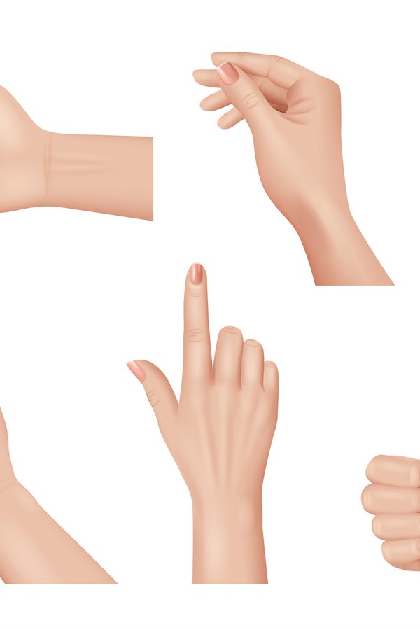 Hands gestures. Realistic human hands anatomy body parts pal