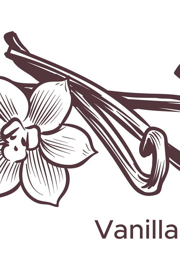 Hand drawn vanilla illustration. Sketch cooking ingredient f