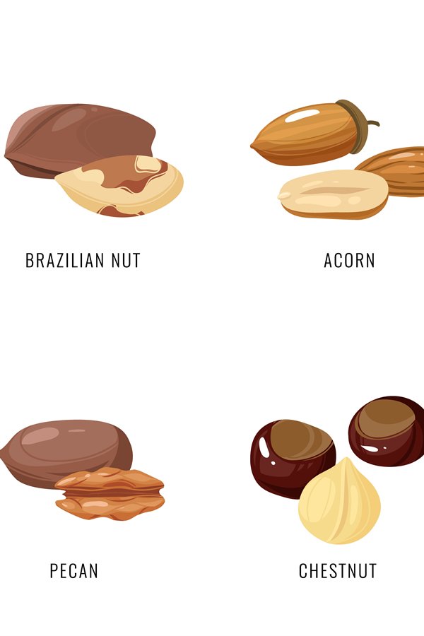 Nuts and seeds. Various nut and seed in shell and peeled, co